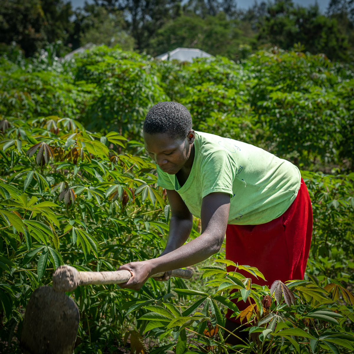 Sango Kenya – Sustainable Agriculture, Nutrition, and Growth Opportunities.